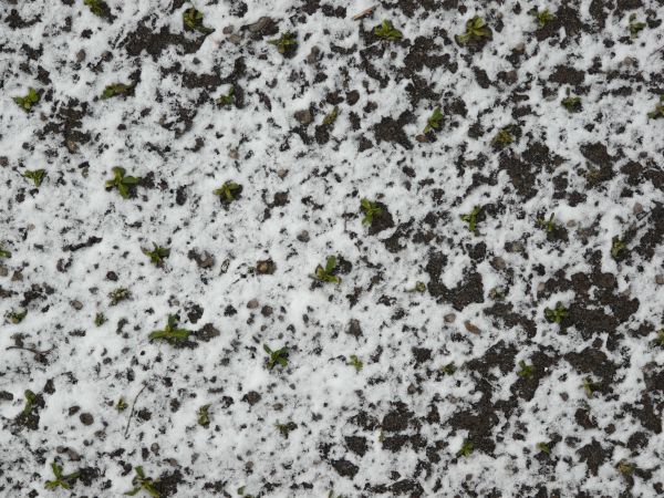 frozen ground texture 0043 - Texturelib